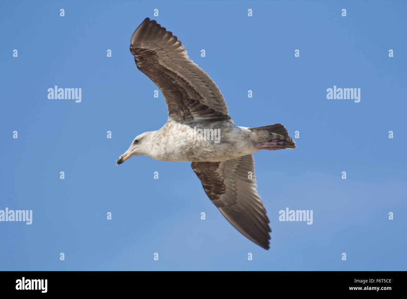 Albatross flapping wings hi-res stock photography and images - Alamy