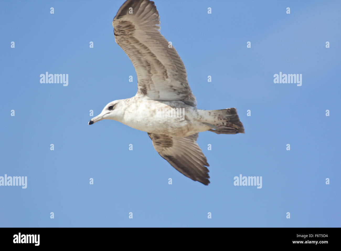 Albatross flapping wings hi-res stock photography and images - Alamy