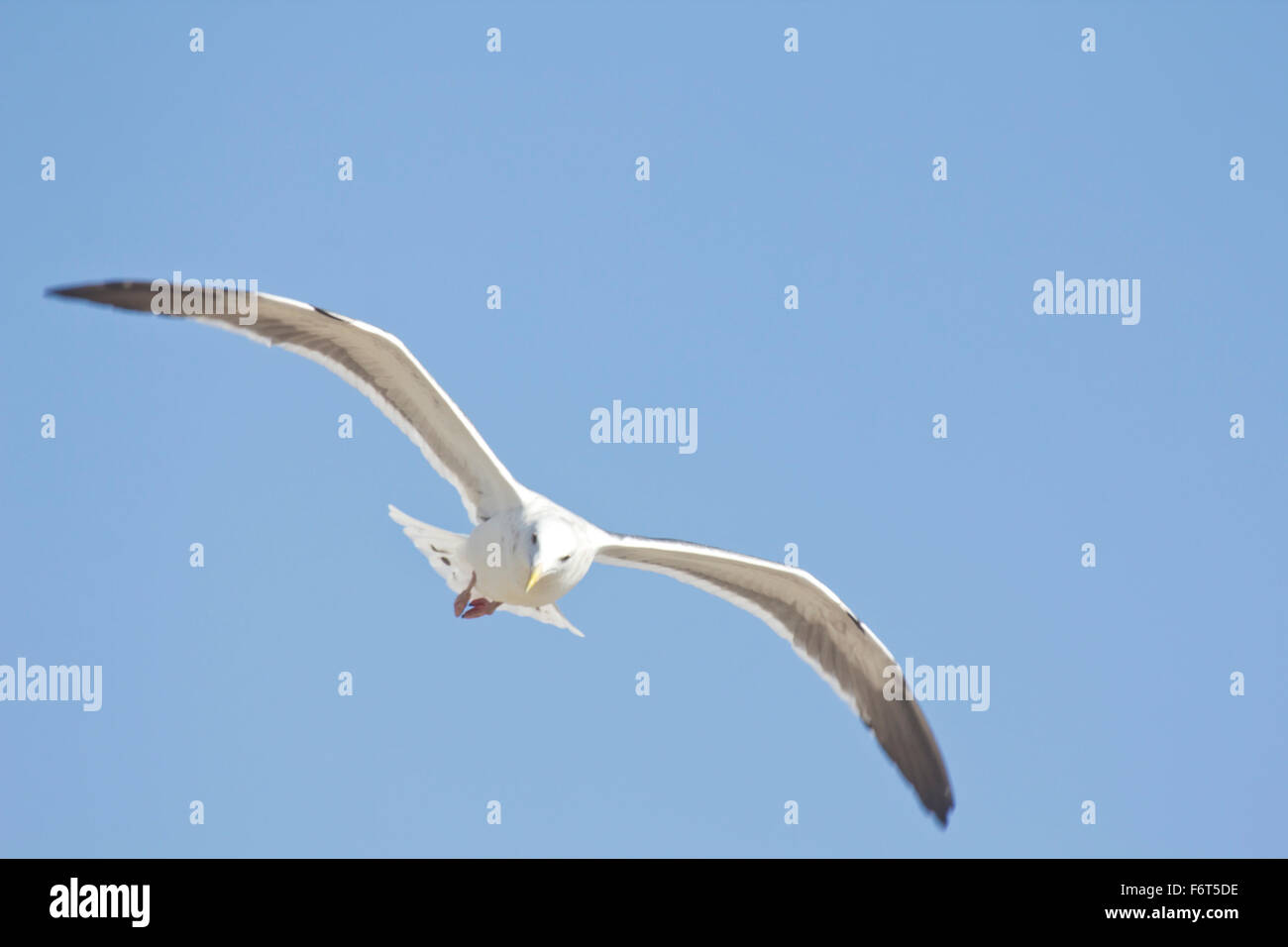 Beautiful sternidae bird flying hi-res stock photography and images - Alamy