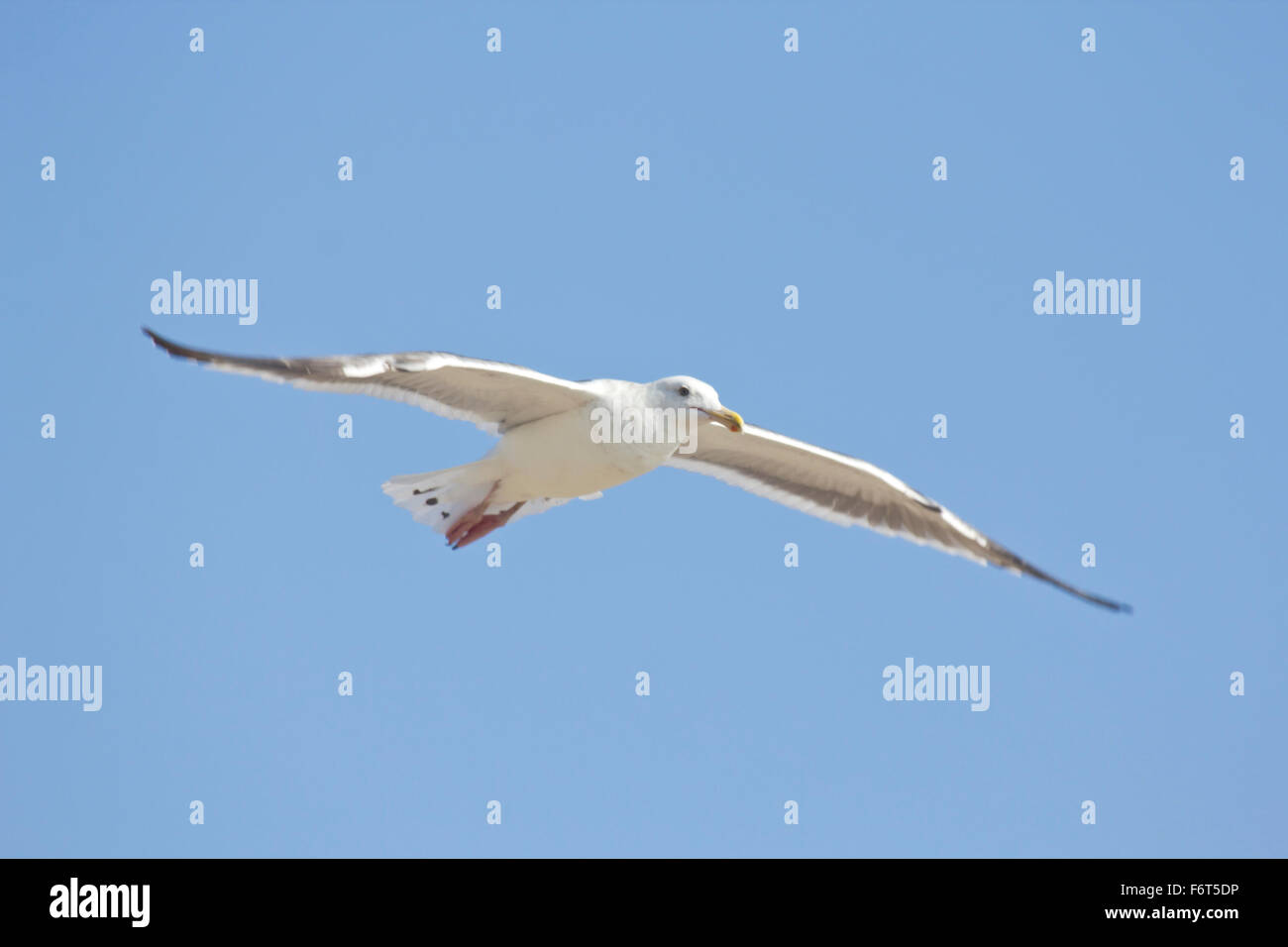 Beautiful sternidae bird flying hi-res stock photography and images - Alamy