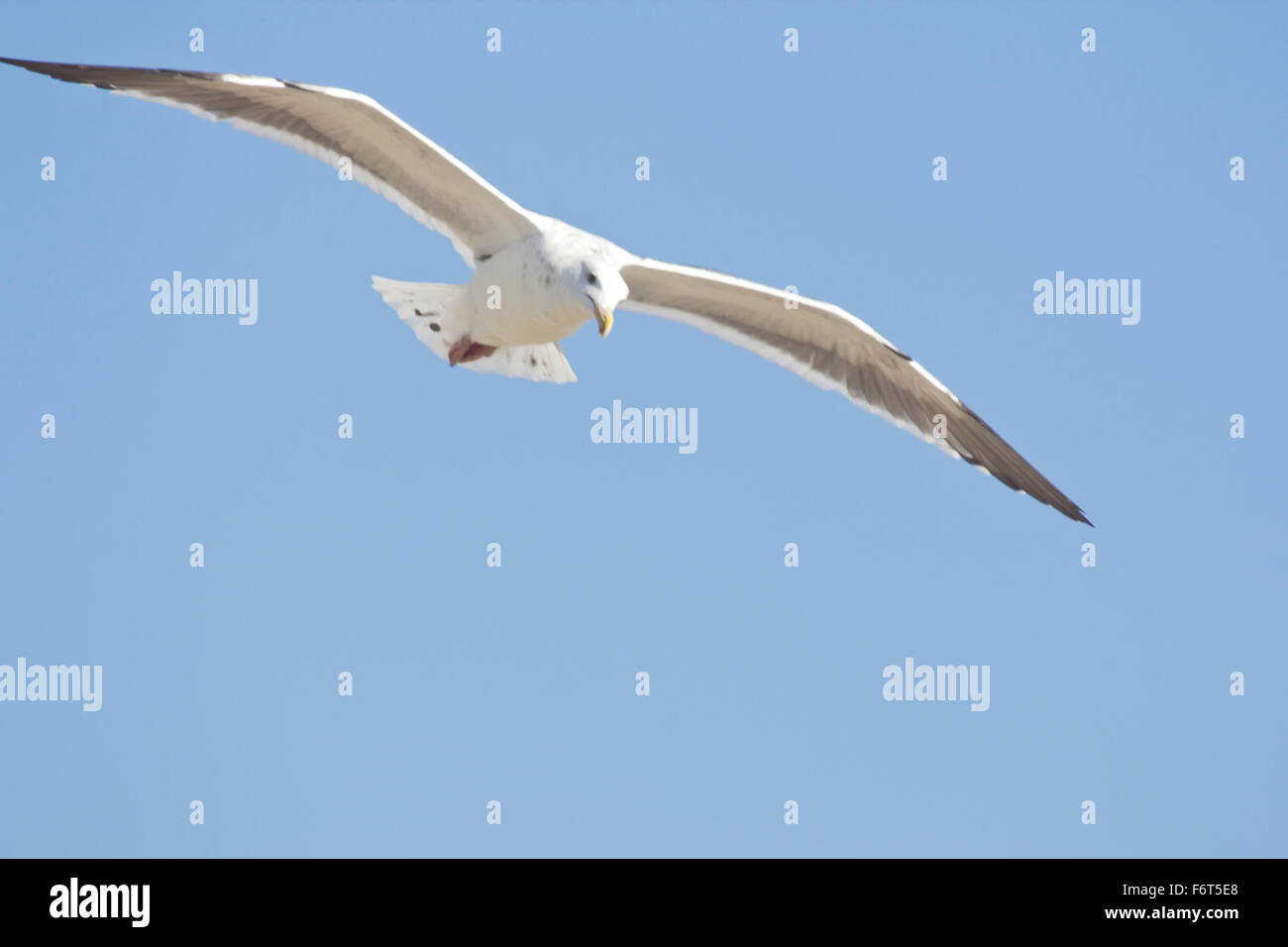 Beautiful sternidae bird flying hi-res stock photography and images - Alamy