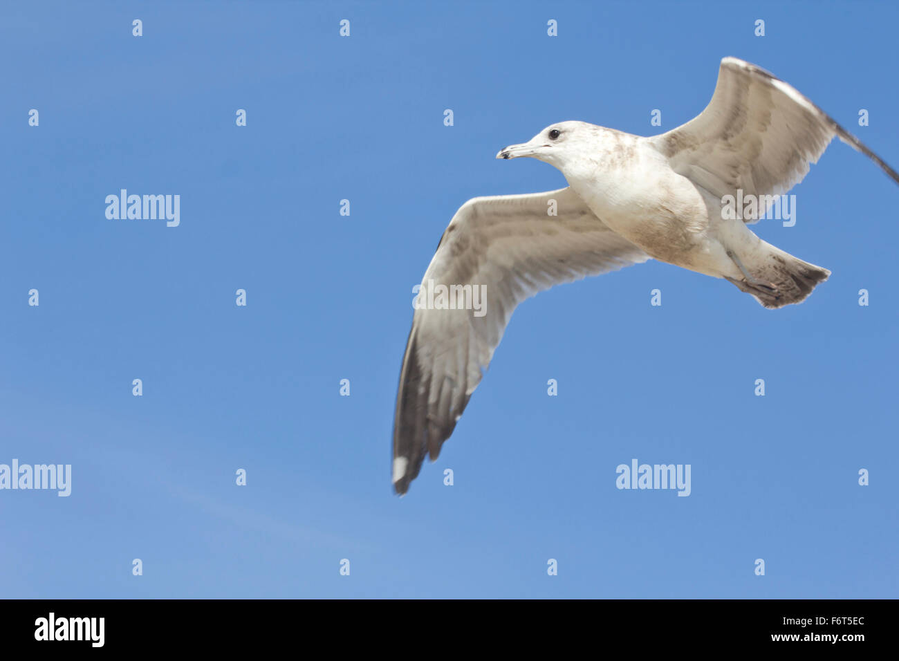 Sea gull flying through the air during a sunny vacation day Stock Photo ...