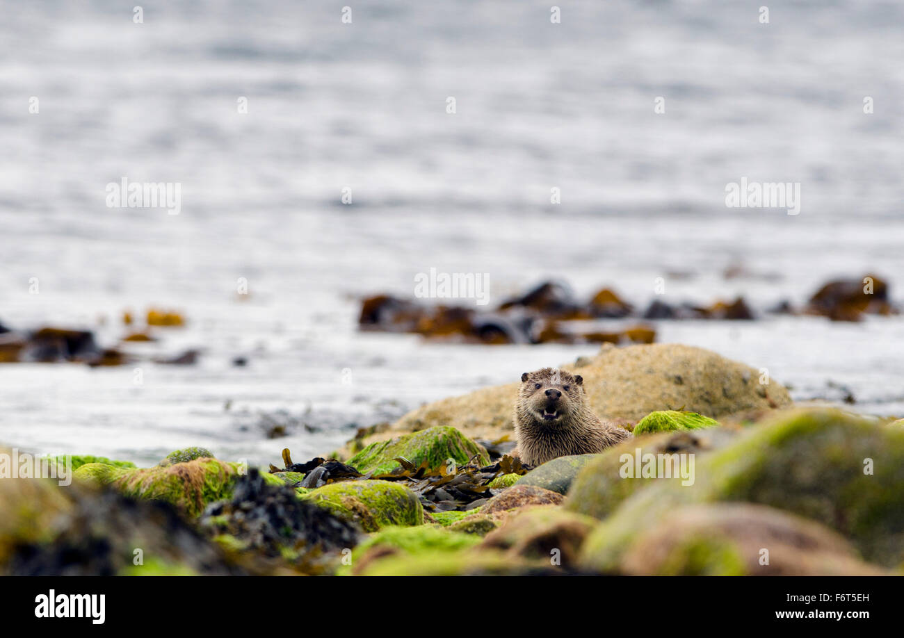 Male otter looking over the rocks Stock Photo - Alamy