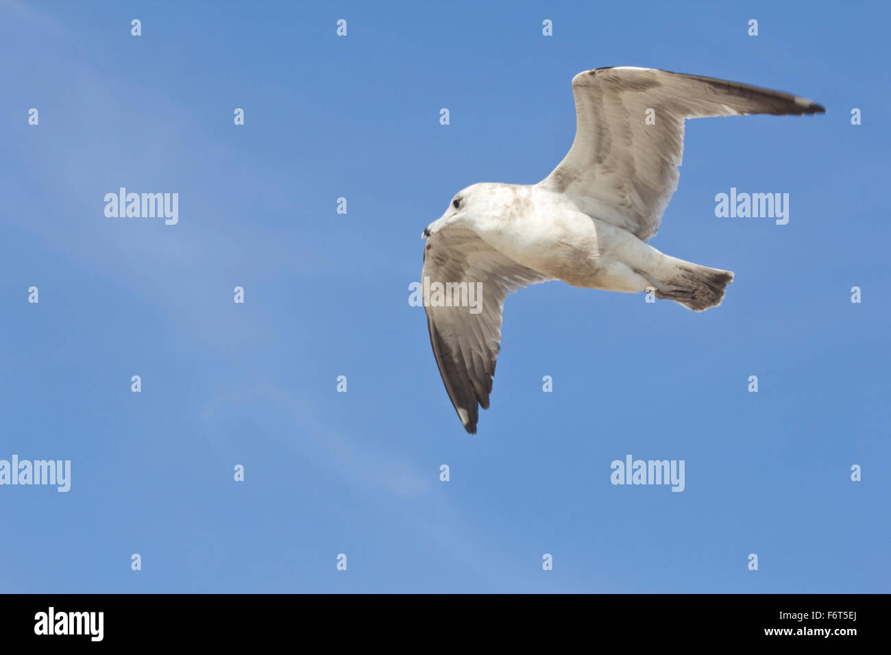 Beautiful sternidae bird flying hi-res stock photography and images - Alamy