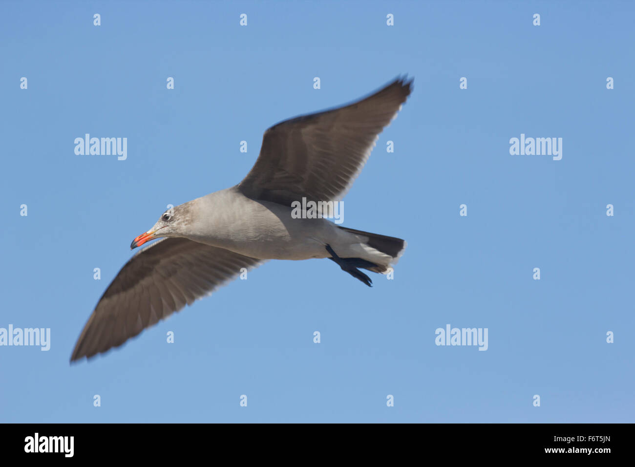 Sea gull flying through the air during a sunny vacation day Stock Photo ...
