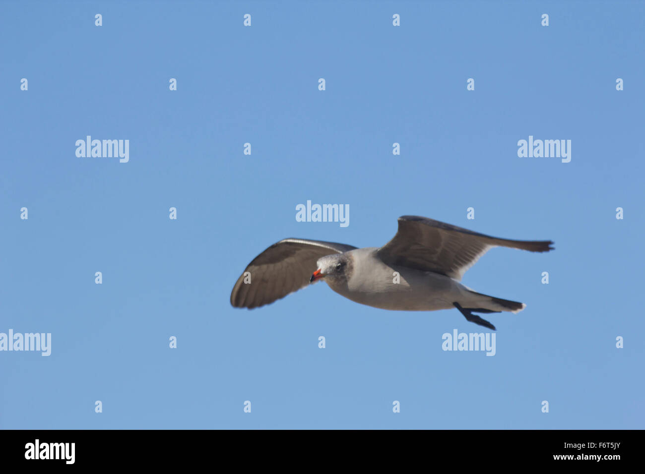Sea gull flying through the air during a sunny vacation day Stock Photo ...