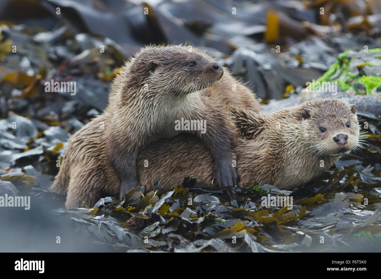 Male cub on top of mum Stock Photo - Alamy