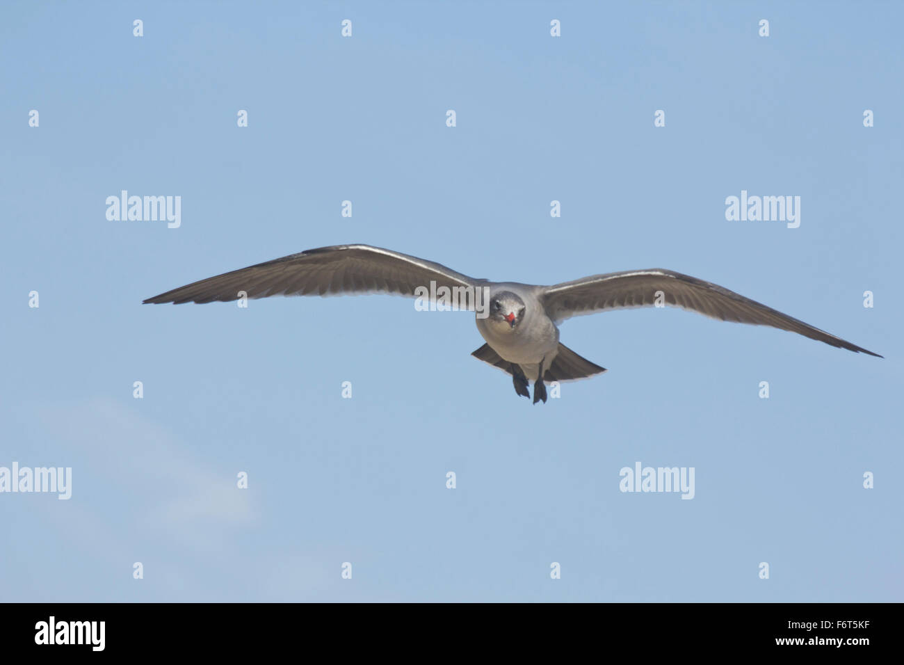Sea gull flying through the air during a sunny vacation day Stock Photo ...