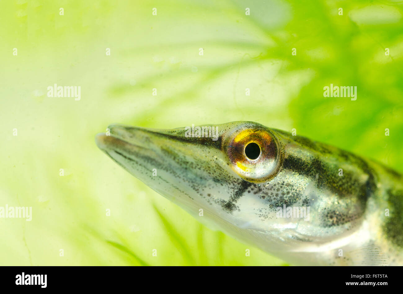 Northern pike esox lucius hi-res stock photography and images - Alamy