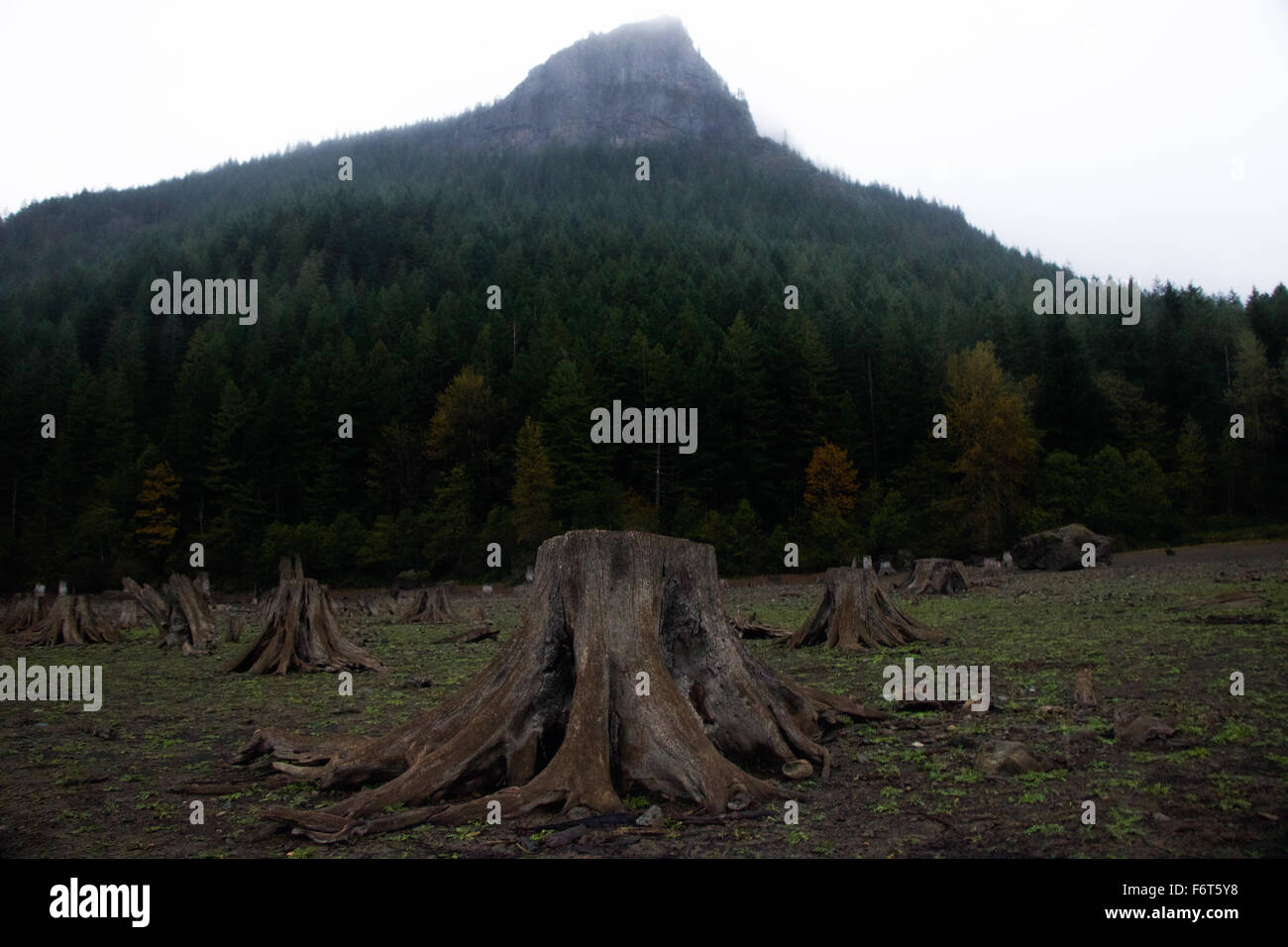 Stump mountain hi-res stock photography and images - Alamy