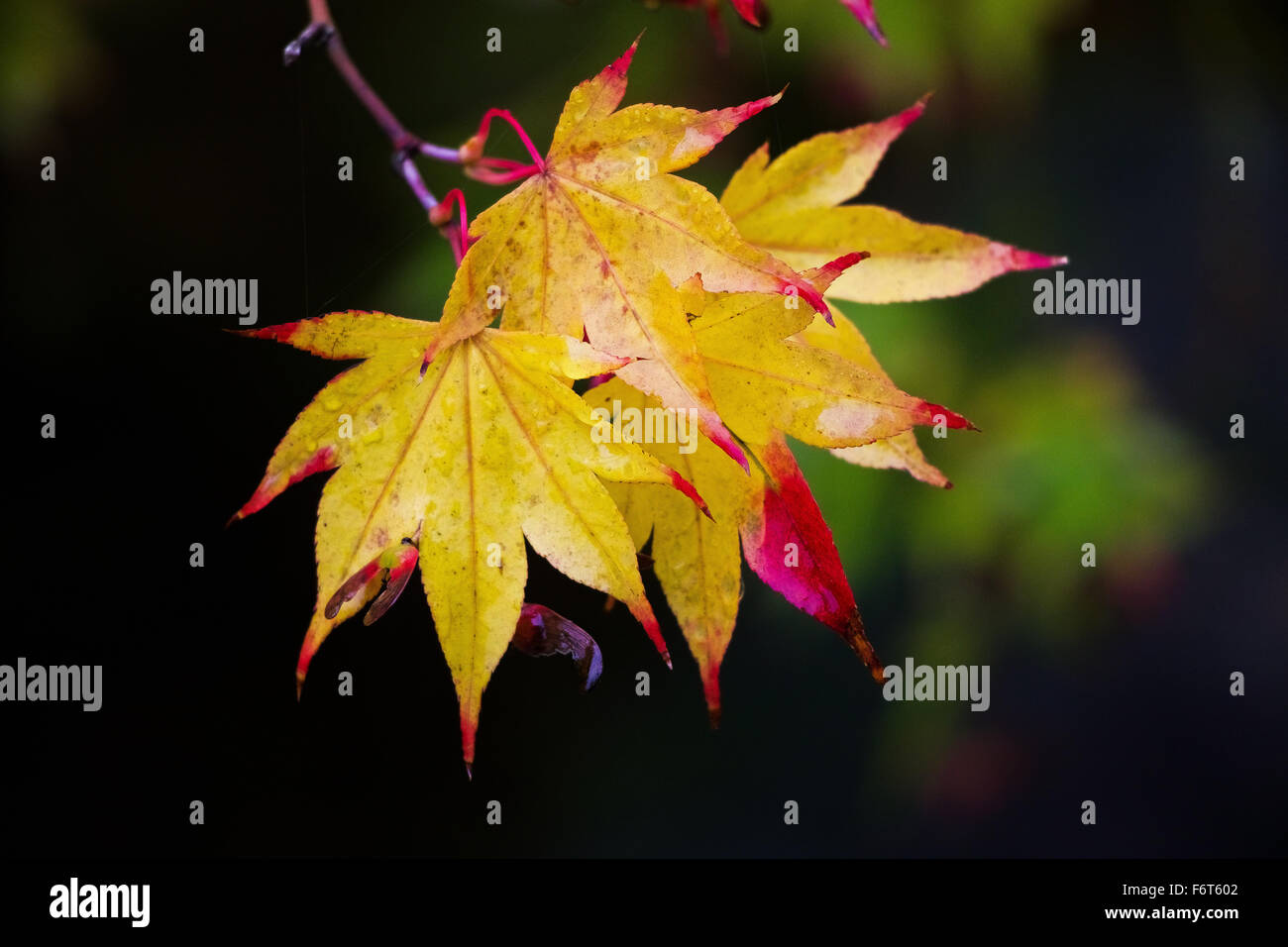 Cool leaf hi-res stock photography and images - Alamy