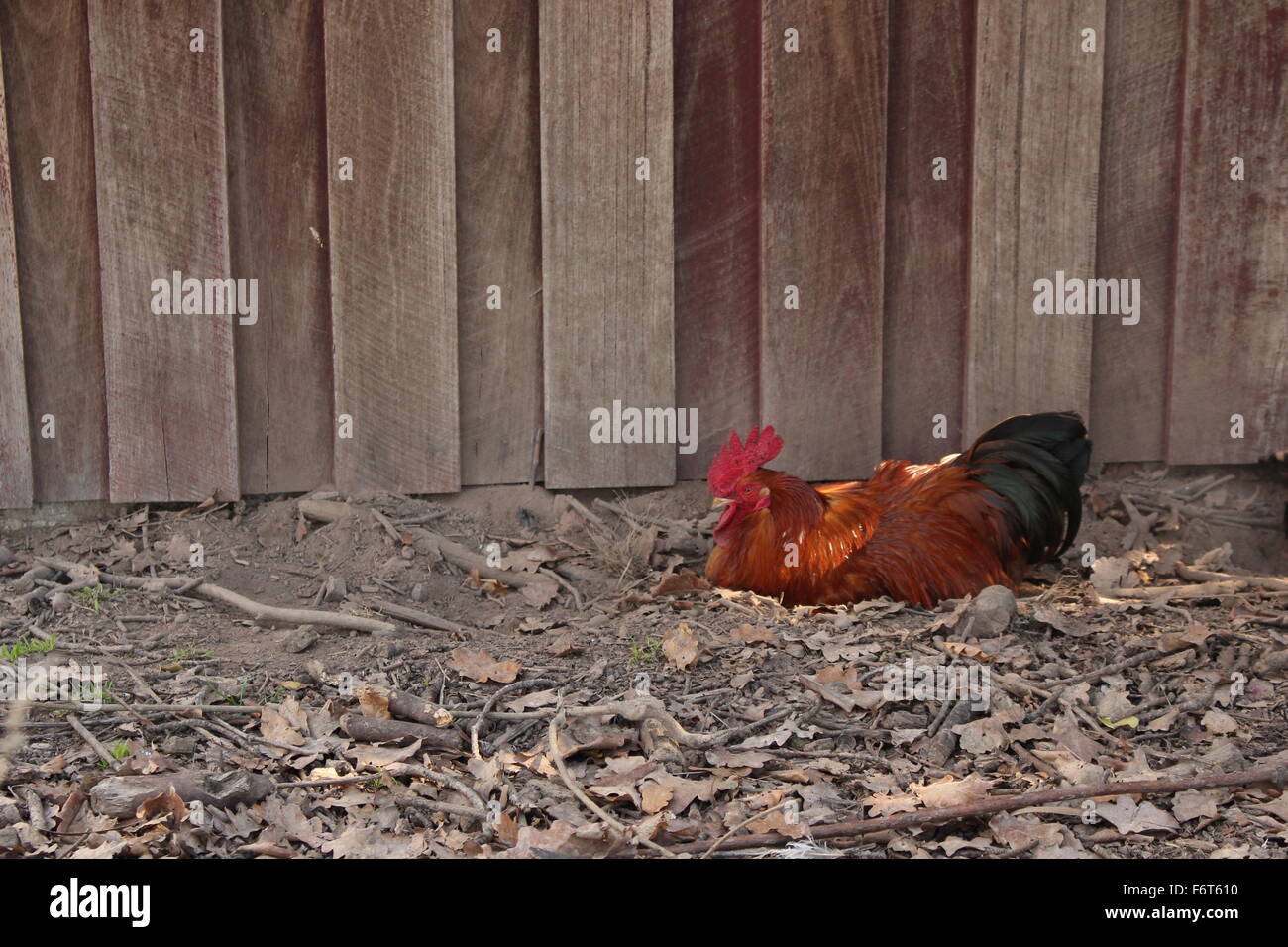 Rooster sitting near wall Stock Photo - Alamy