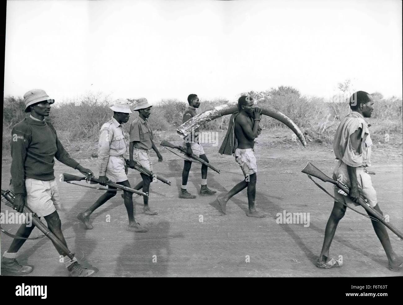 1970 - A poacher -- caught red-handed with a large tusk -- is brought ...