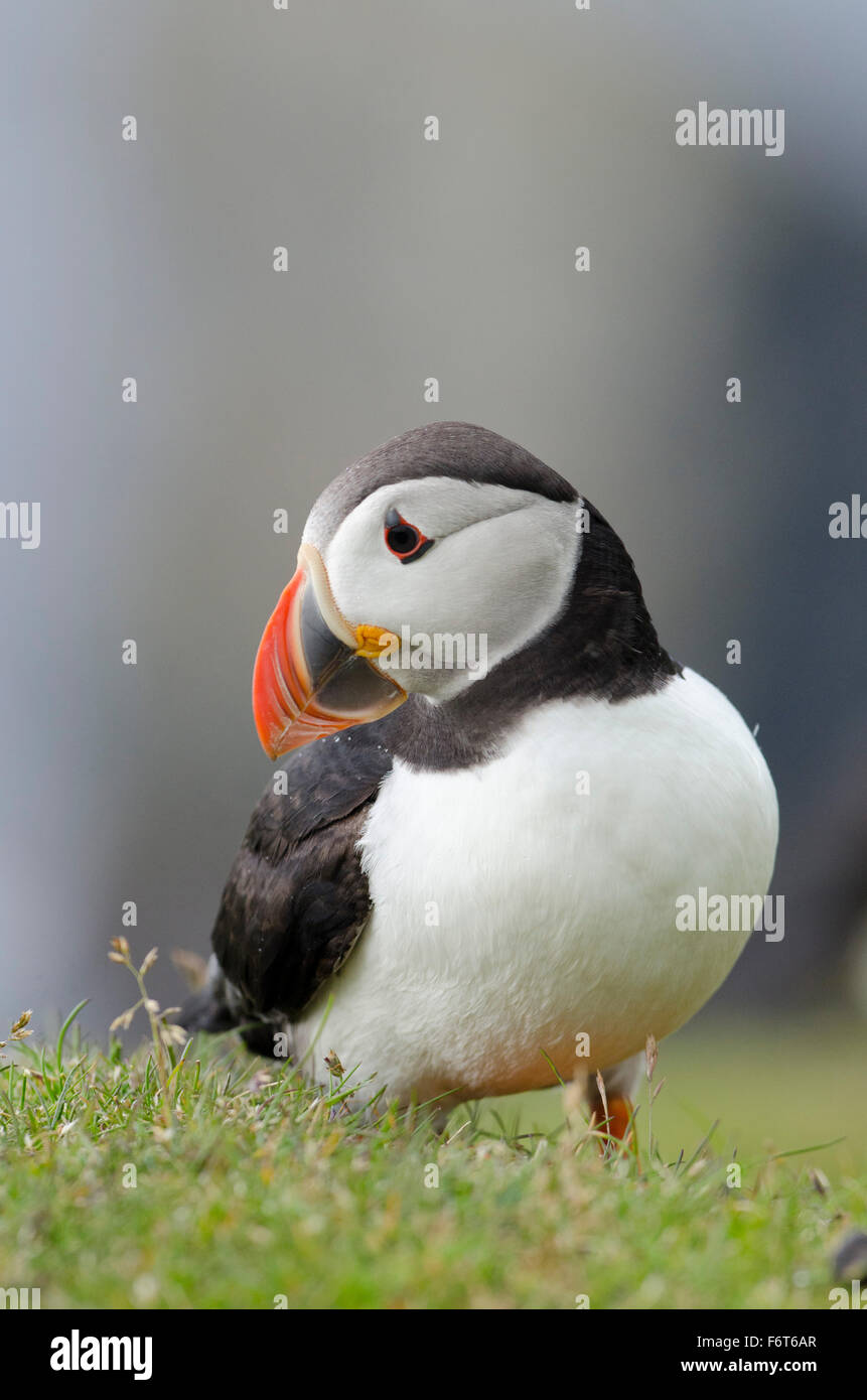 Puffin colours hi-res stock photography and images - Alamy