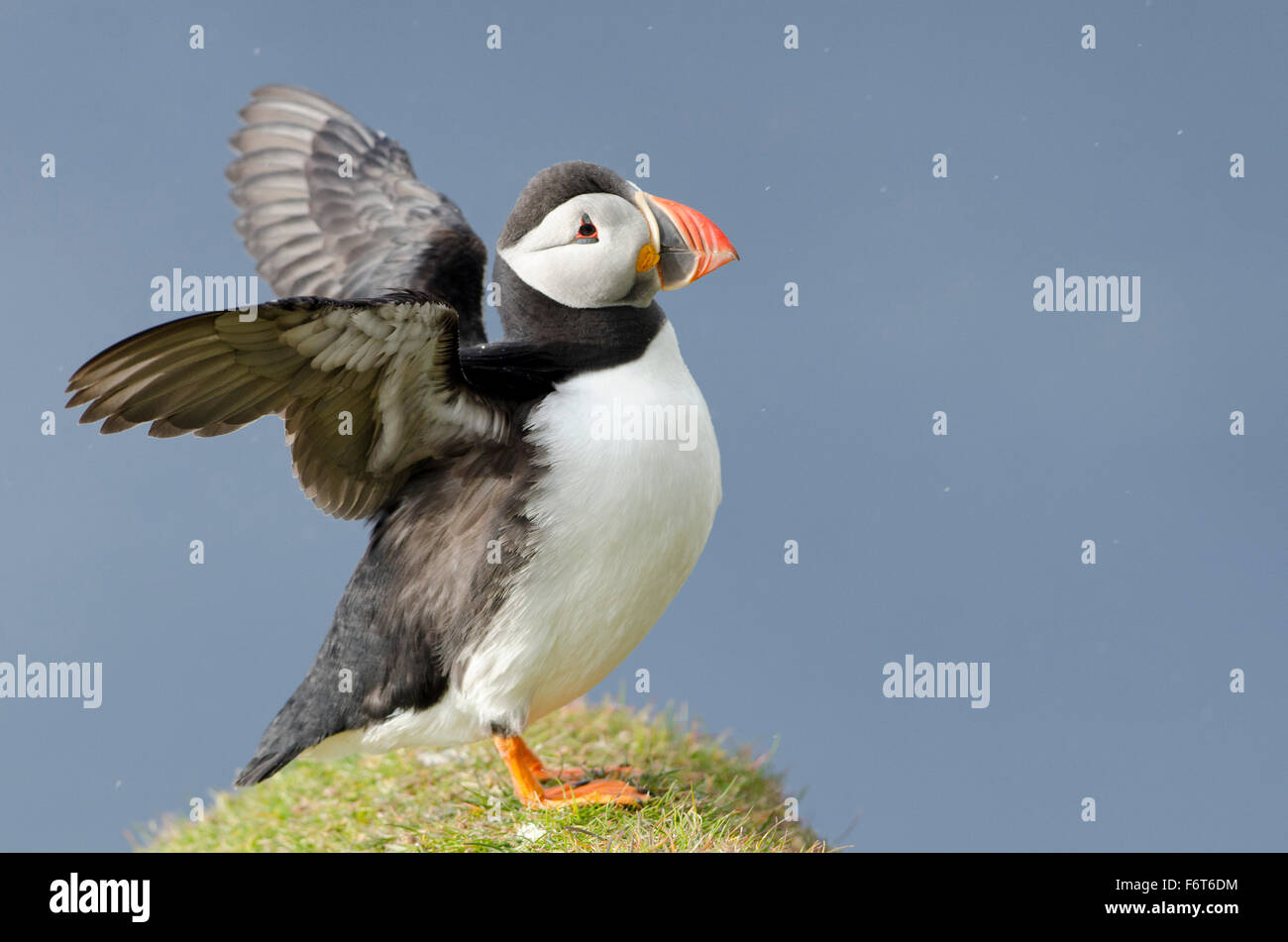 Puffin stretching wings Stock Photo - Alamy