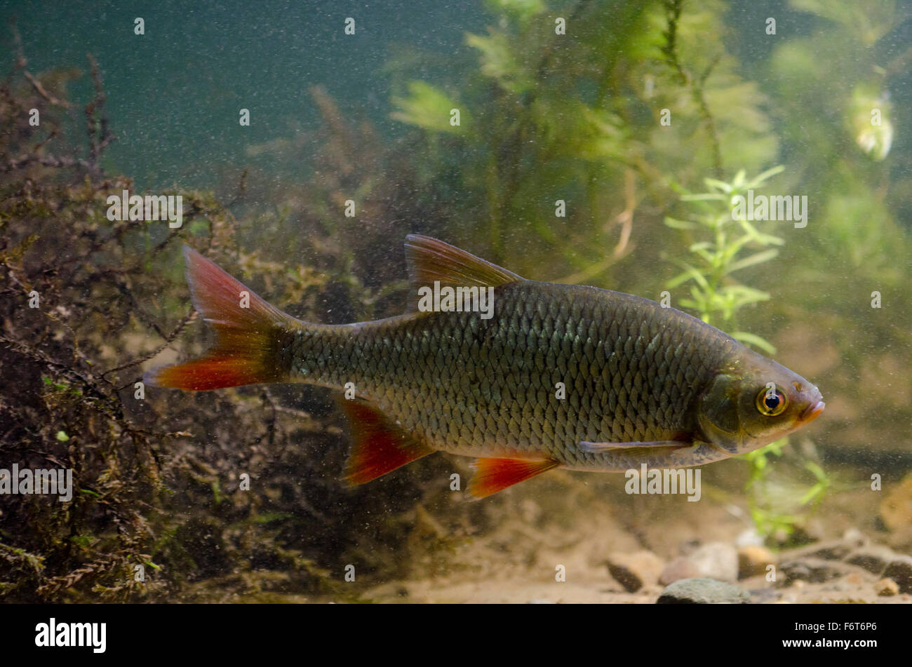 Rudd hi-res stock photography and images - Alamy