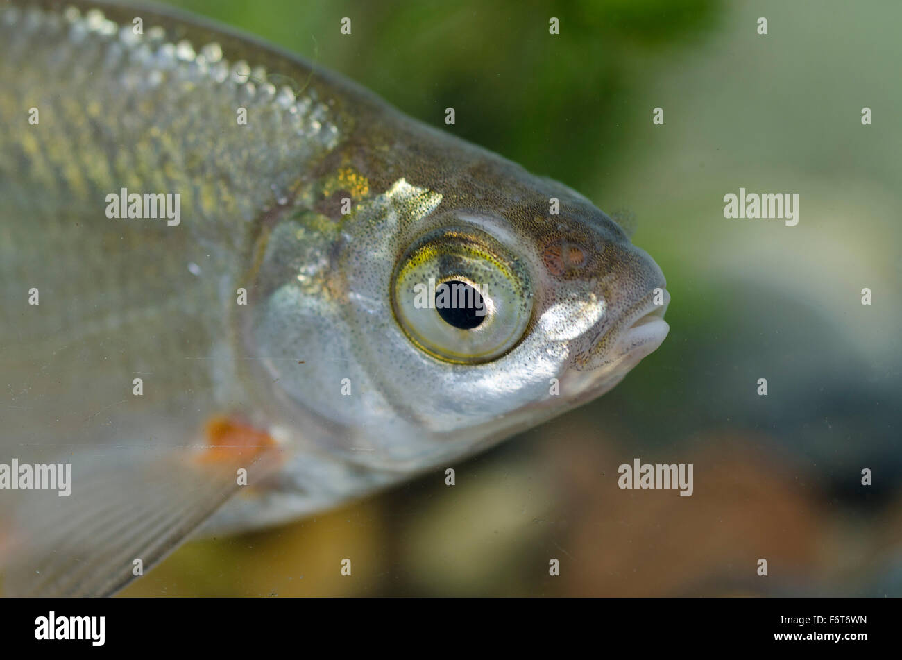 Silver Bream Head Stock Photo - Alamy