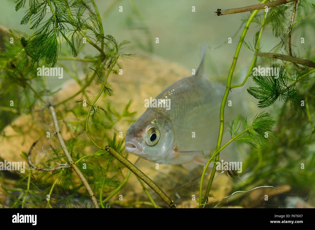 Silver bream hi-res stock photography and images - Alamy