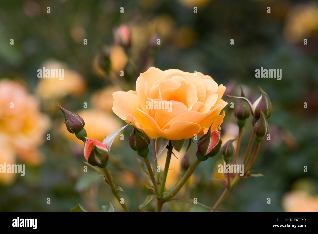 Amber rose hi-res stock photography and images - Alamy