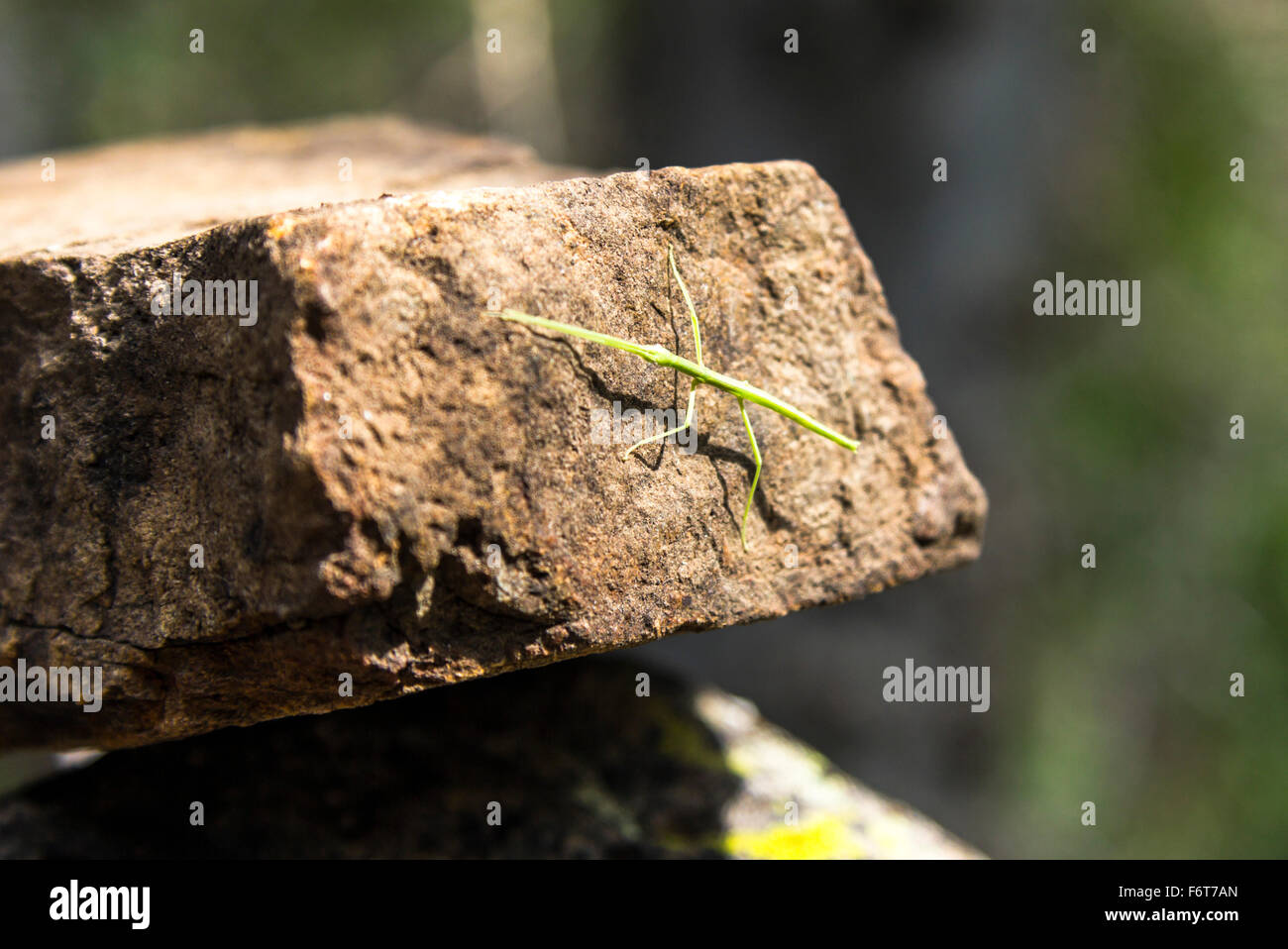 Green Stick insect hiding on stone Stock Photo - Alamy