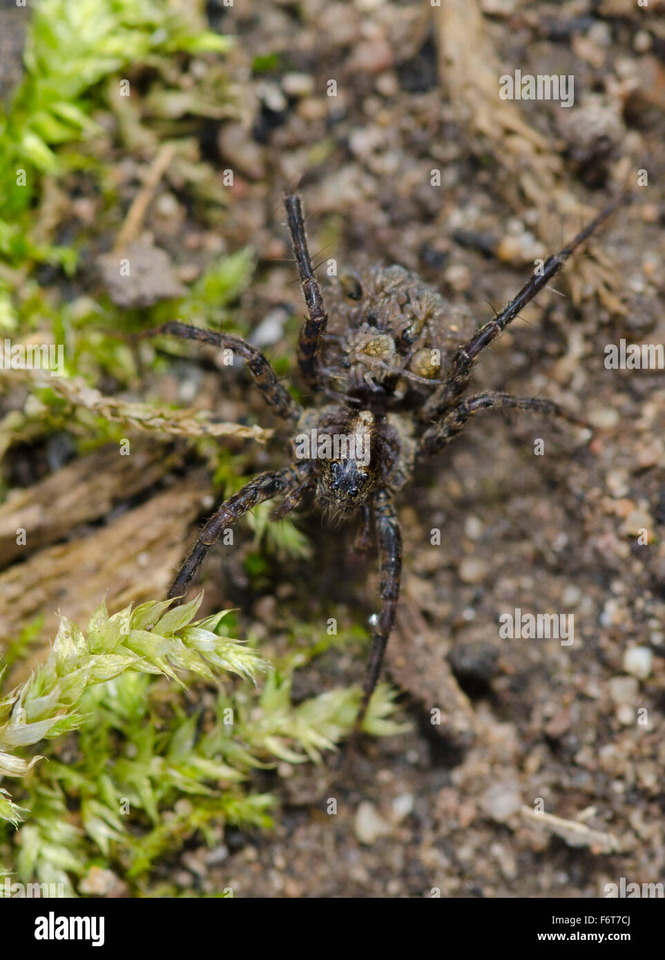 Spider hatchlings hi-res stock photography and images - Alamy
