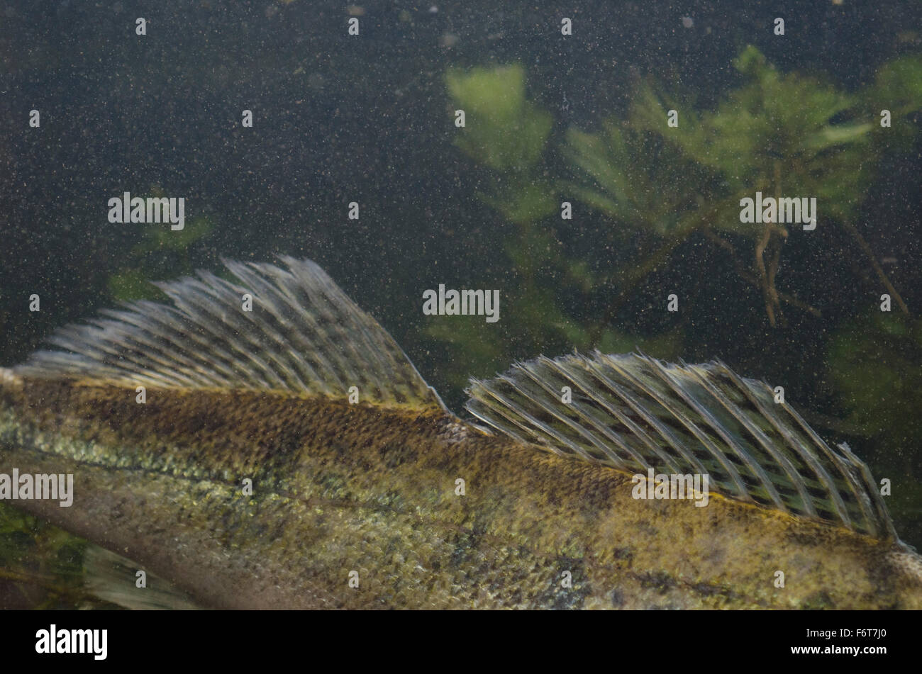 Alien dorsal fins hi-res stock photography and images - Alamy