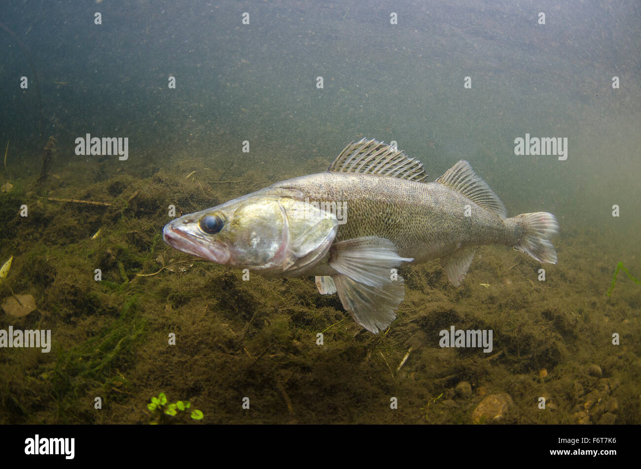 Zander in a river in England Stock Photo - Alamy