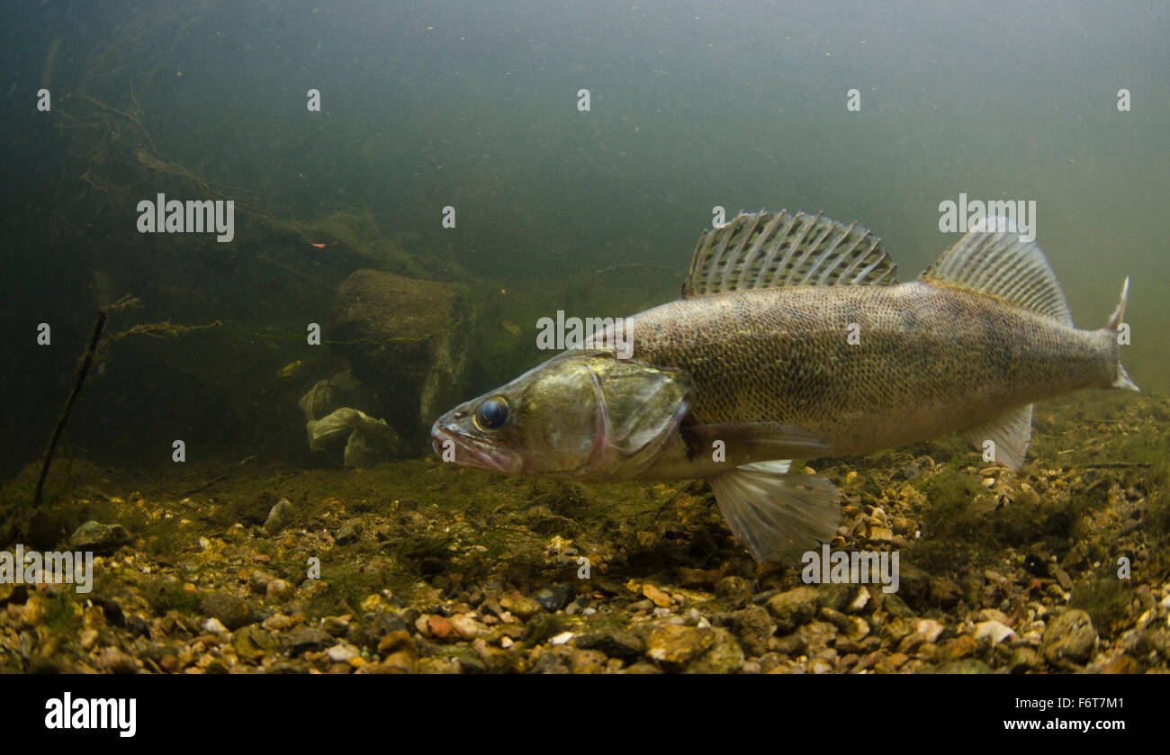 Adult zander underwater in the UK Stock Photo - Alamy