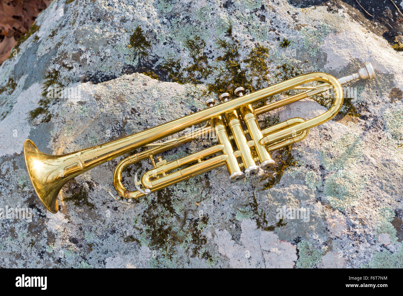 Old worn trumpet out in the wilderness Stock Photo - Alamy
