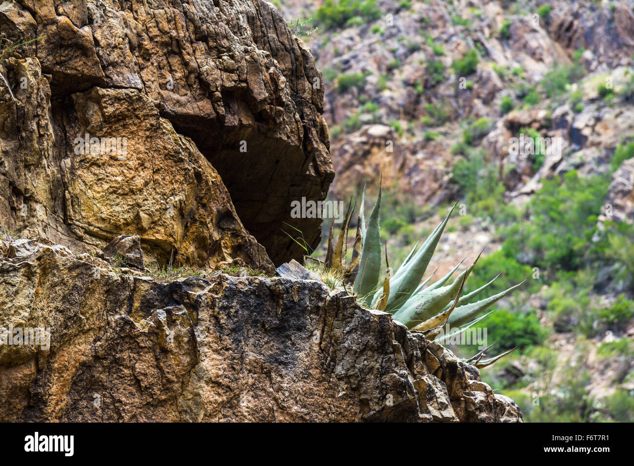 Dagger cactus hi-res stock photography and images - Alamy