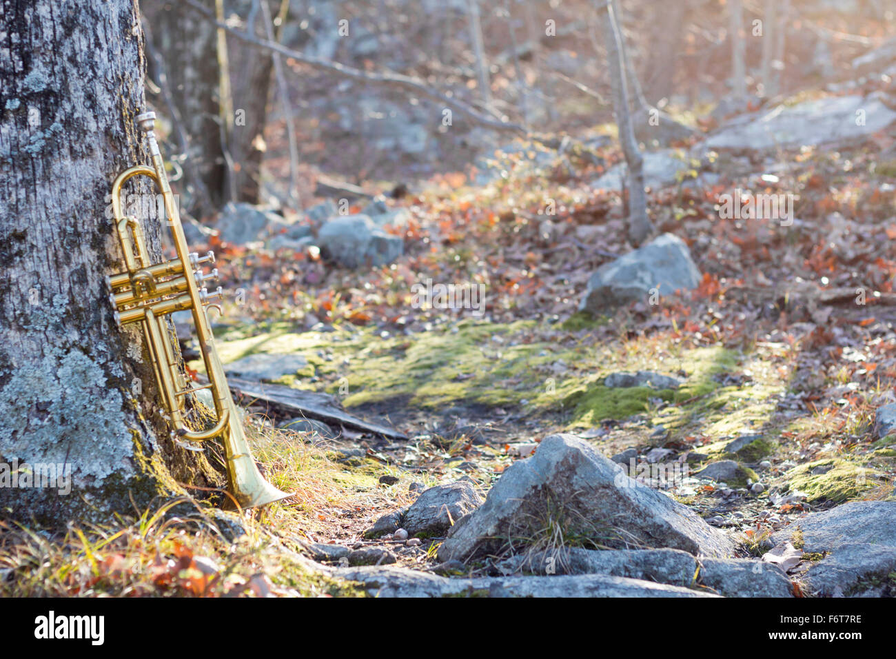 Old worn trumpet out in the wilderness on trail fall Stock Photo - Alamy