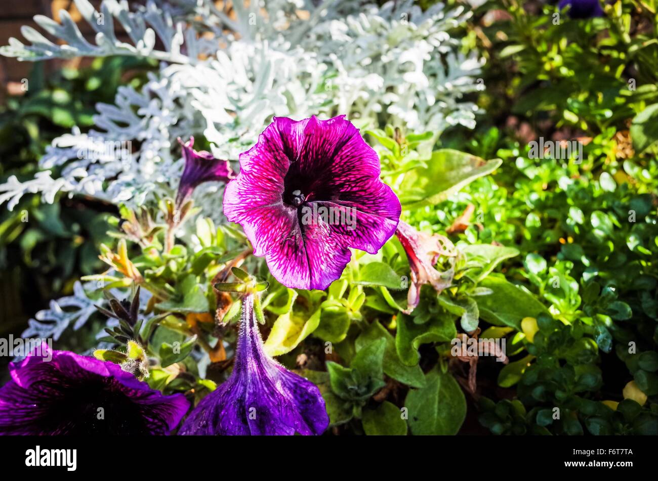 Garden Flowers. Plants grown in a Welsh Garden is South Wales UK Stock ...
