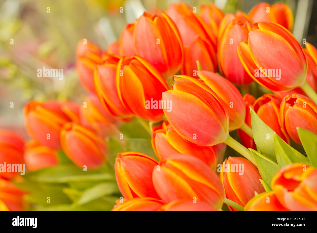 Tulipa praestans hi-res stock photography and images - Alamy