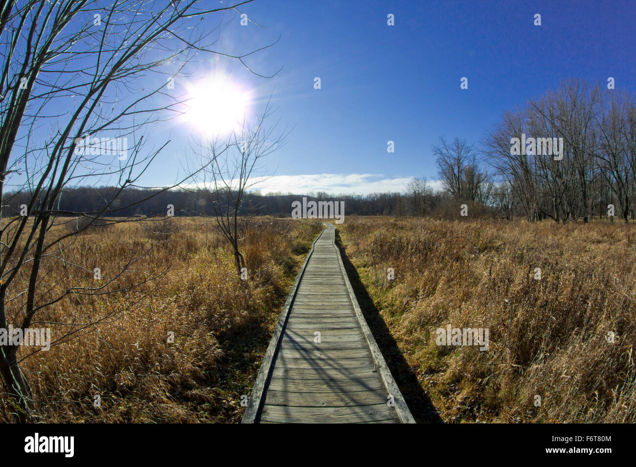Sunny wood path trail on cold autumn morning Stock Photo - Alamy