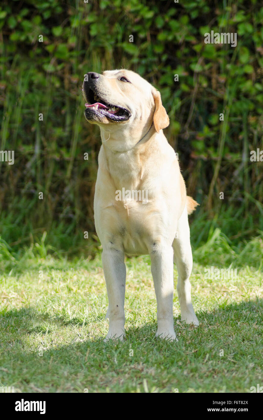 A young beautiful golden yellow labrador retriever stanidng happily on ...