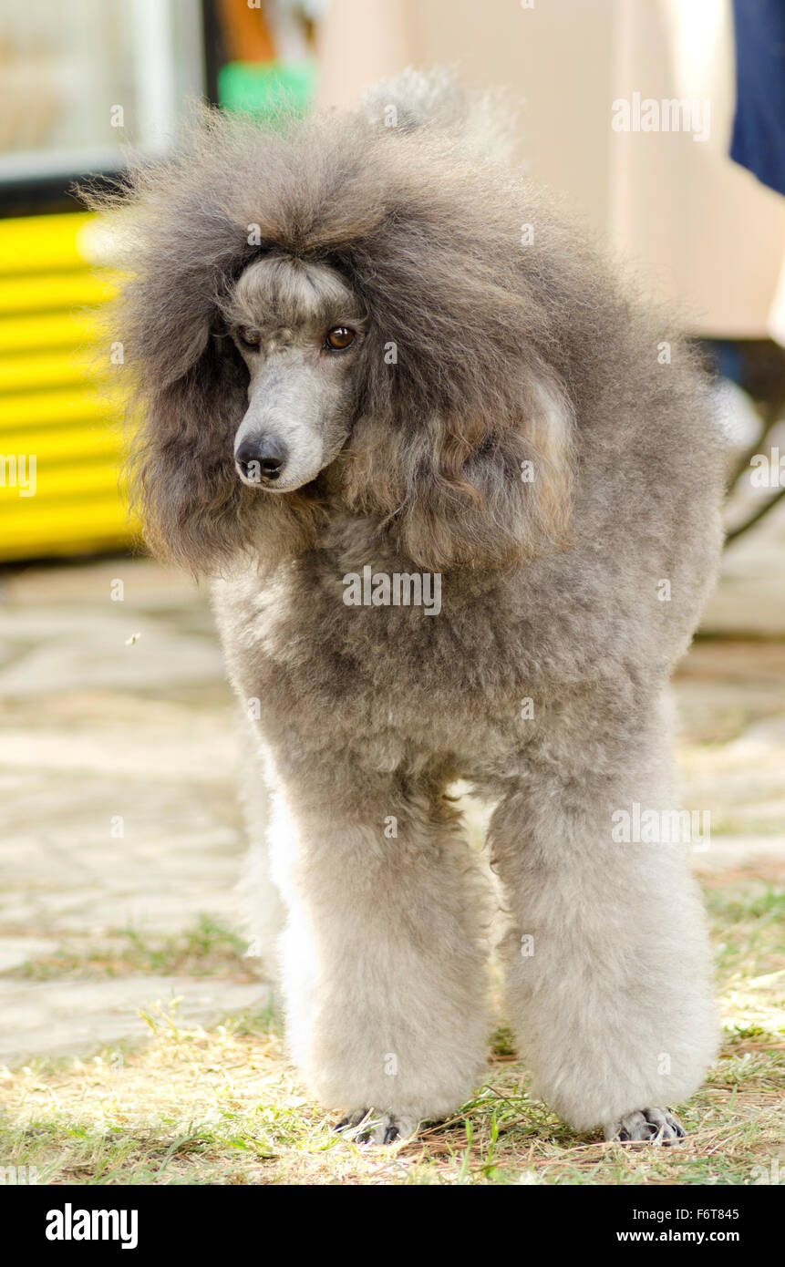 A close up of a small beautiful and adorable silver gray Miniature ...