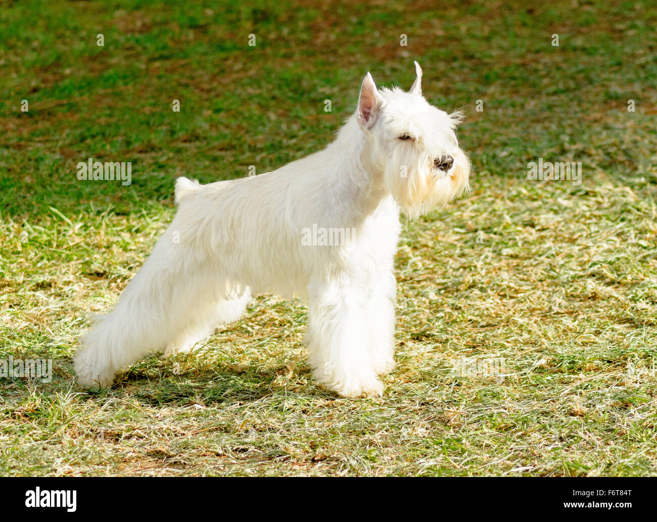 A side view of a small white salt Miniature Schnauzer dog standing on ...