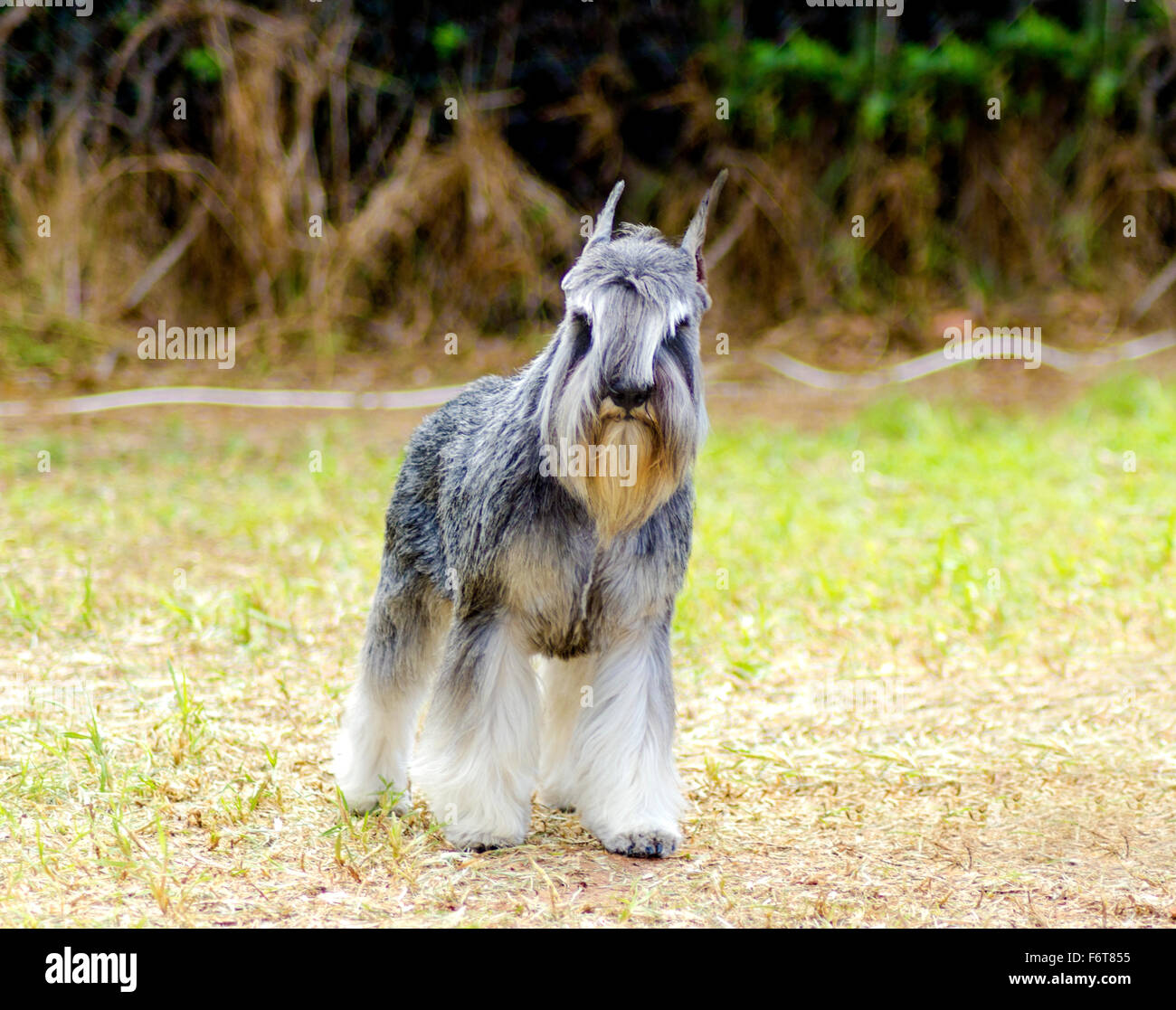 A small salt and pepper, gray Miniature Schnauzer dog standing on the ...