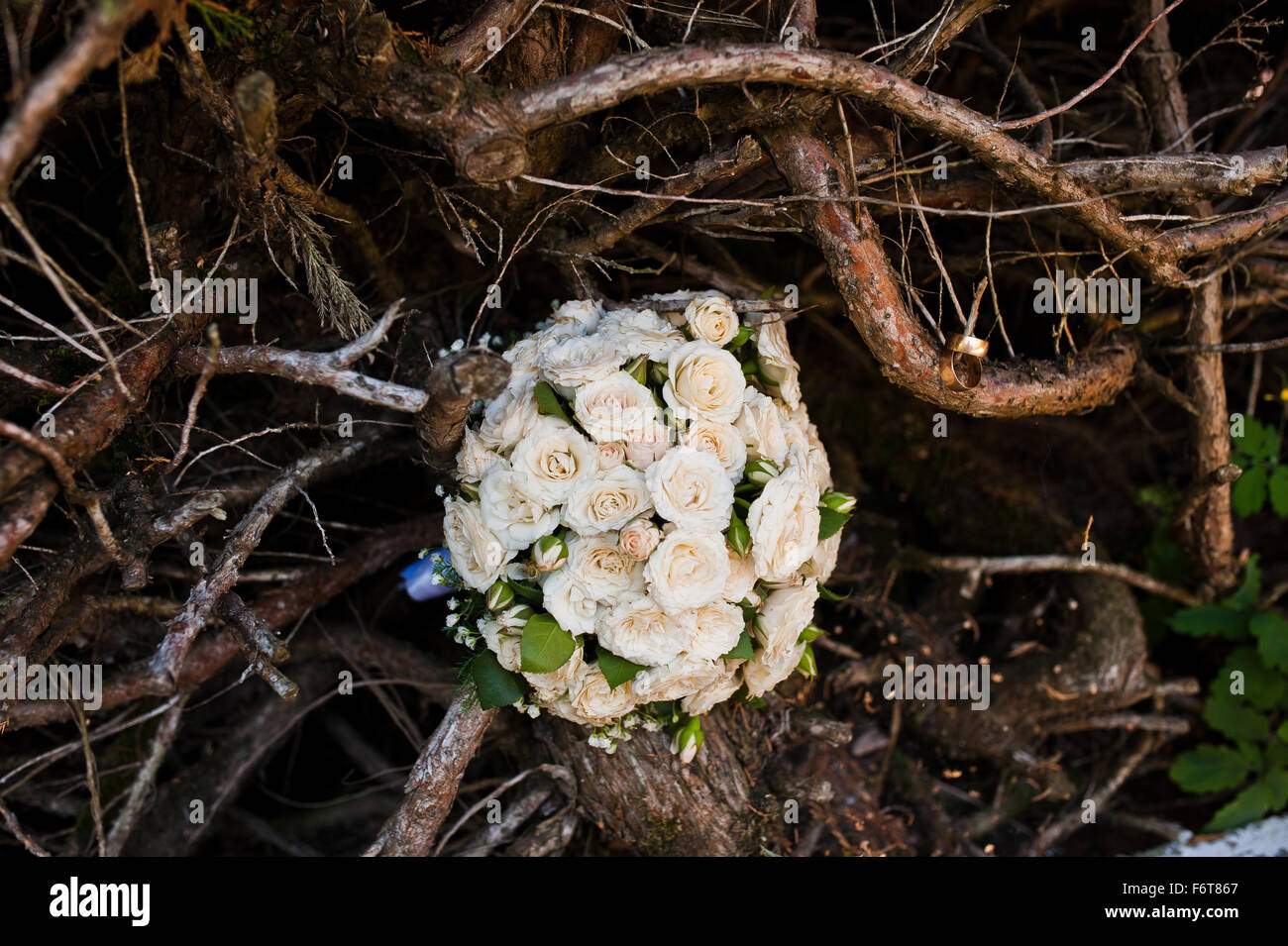 wedding bouquet background of tree roots Stock Photo - Alamy