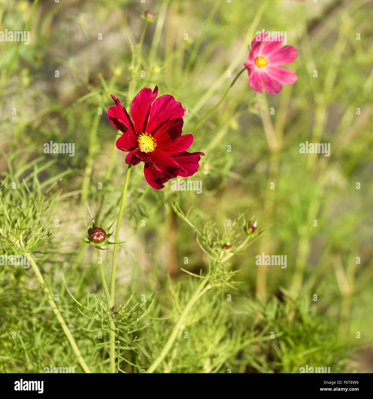 Scarlet Flower High Resolution Stock Photography and Images - Alamy