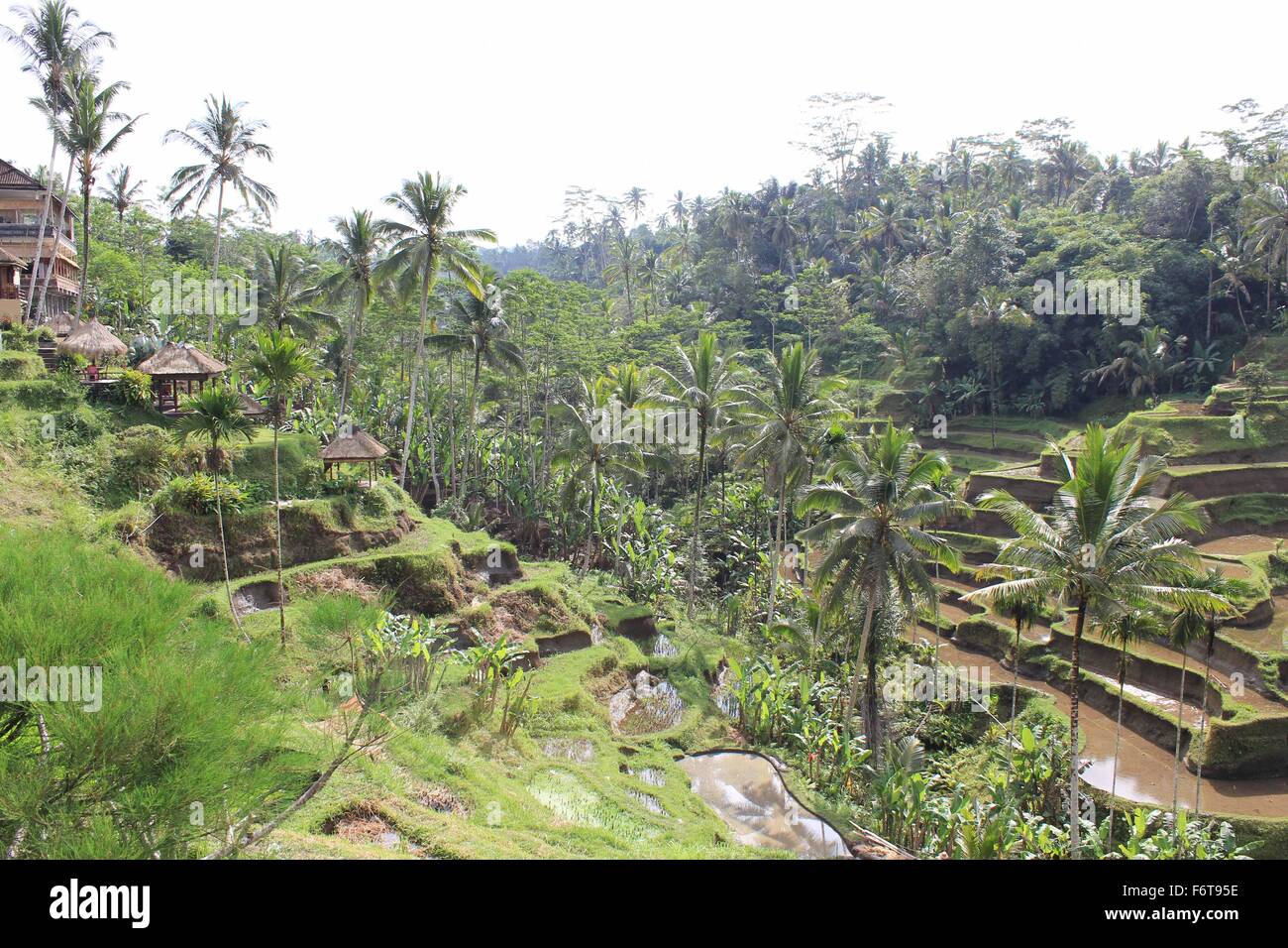 Traditional shaped Paddy Field in Bali, Indonesia, overview Stock Photo ...