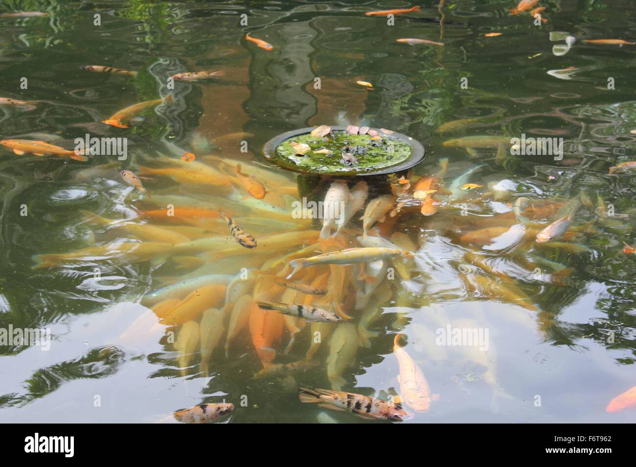 Red dirt fish hi-res stock photography and images - Alamy