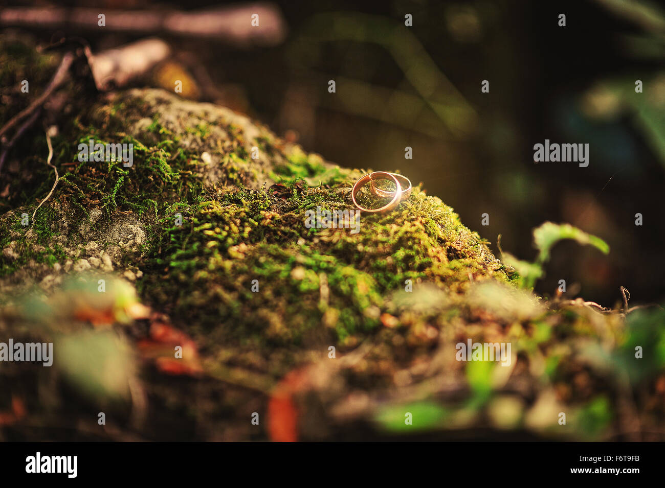 Wedding rings at the forest on moss Stock Photo - Alamy