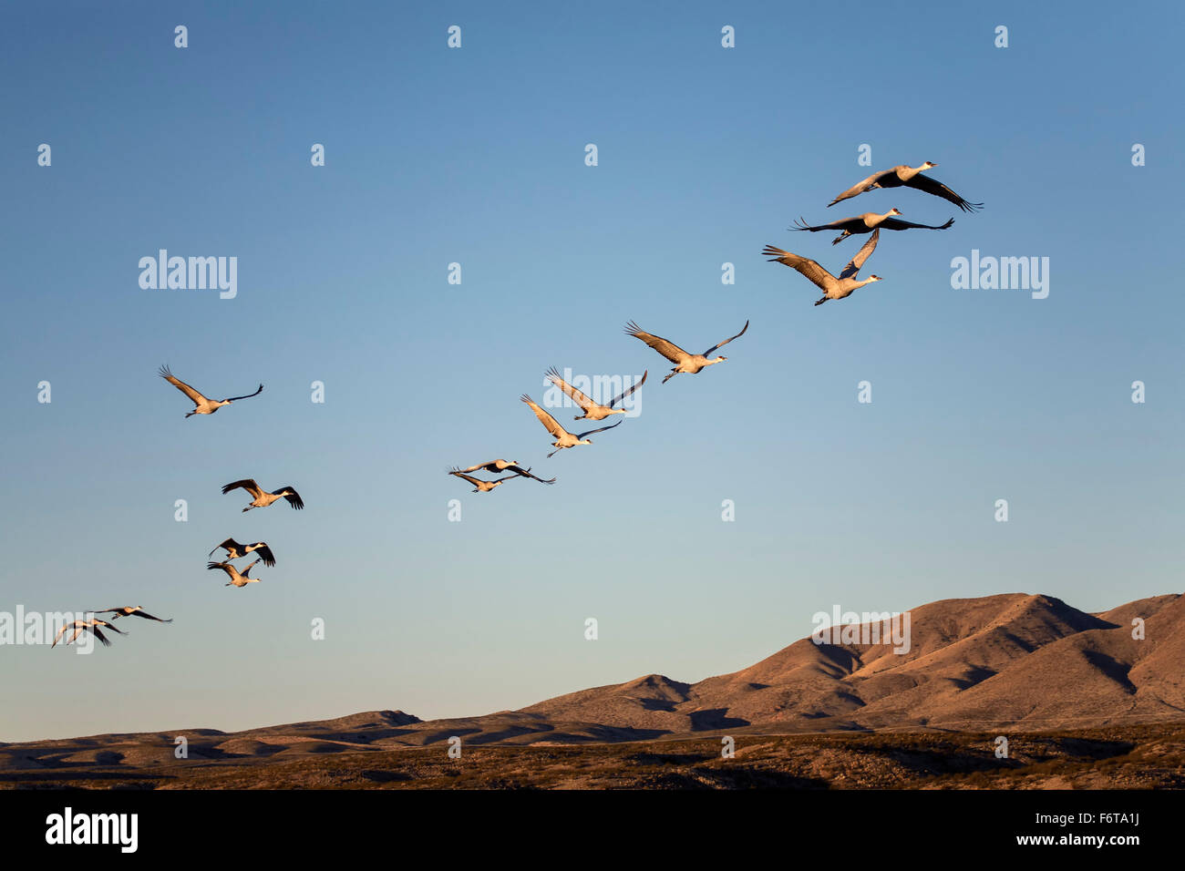 Sandhill Cranes (Grus canadensis) flying in formation, Bosque del ...