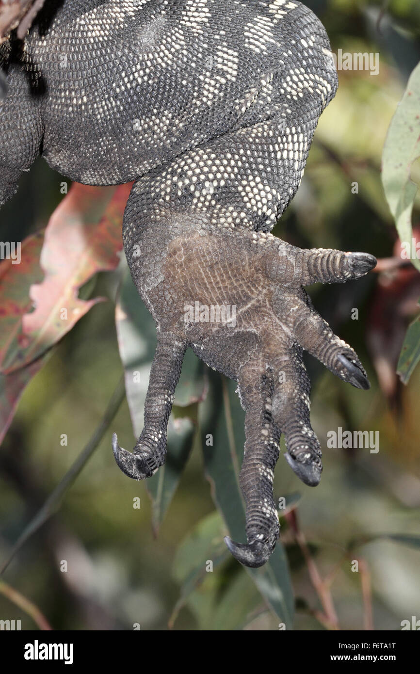 Lace monitor or goanna Stock Photo - Alamy