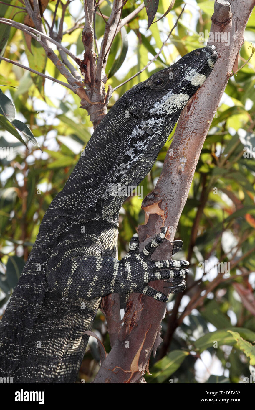 Australian tree goanna hi-res stock photography and images - Alamy