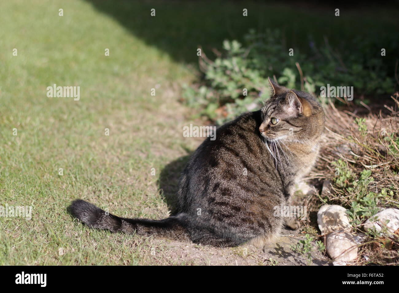 Alerted cat hi-res stock photography and images - Alamy