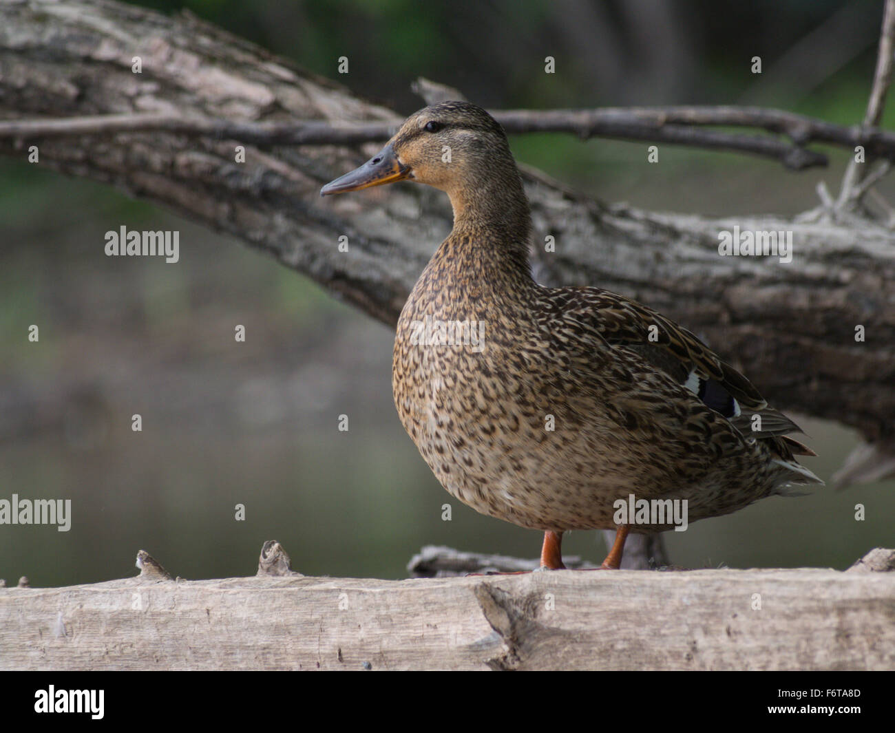 Female duck standing Stock Photo - Alamy