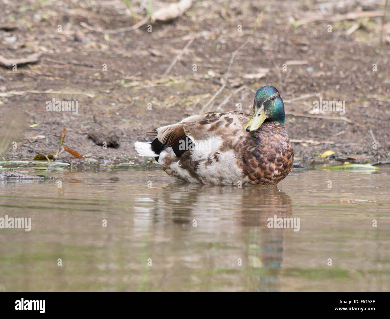 Duck in water Stock Photo - Alamy