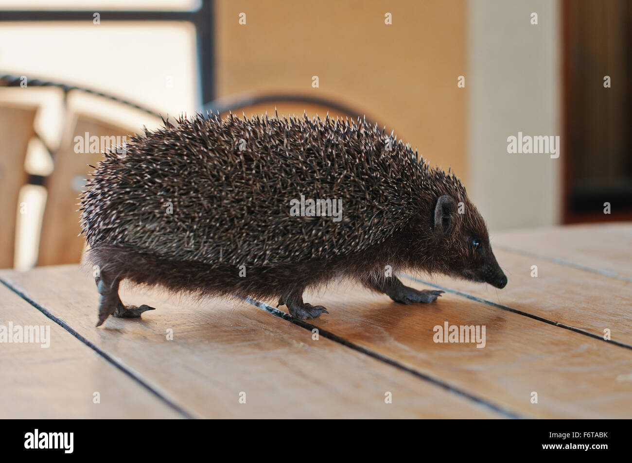 hedgehog on the wooden table Stock Photo - Alamy